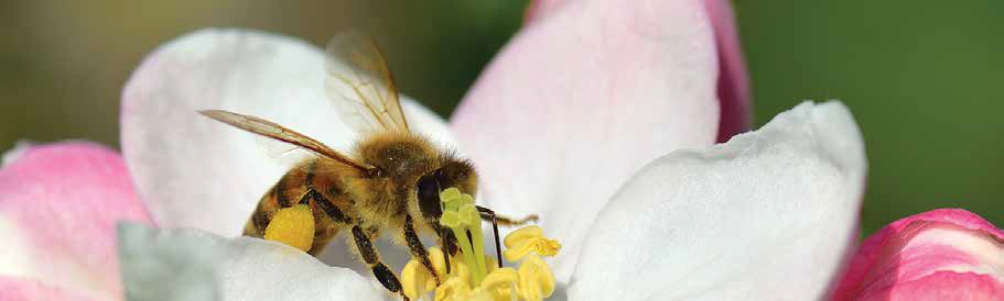 Pollinator Protection Vital To Crop Production - CropLife International ... Pollinator Protection Vital To Crop Production - CropLife International ...