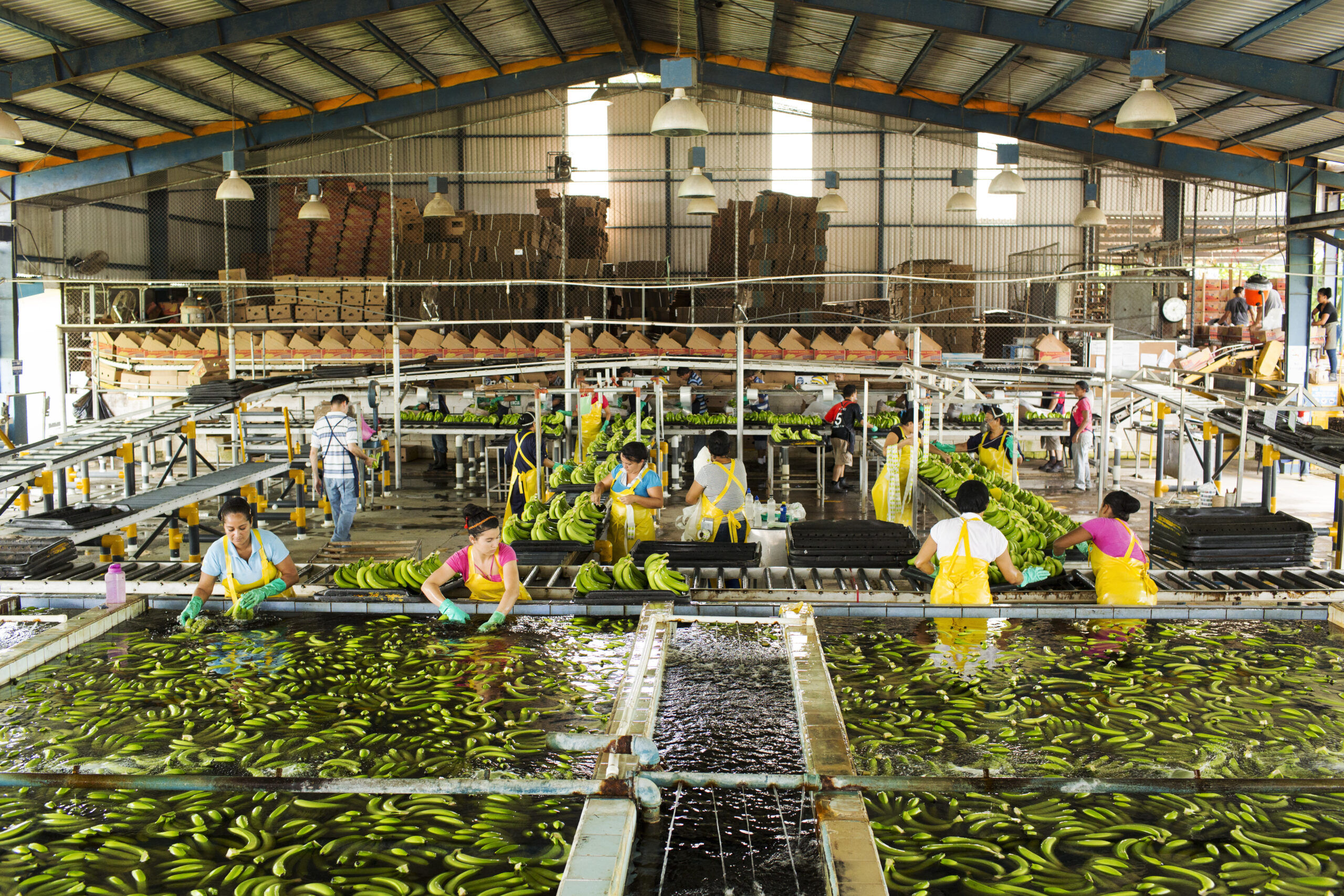 Bananas in Costa Rica - CropLife International