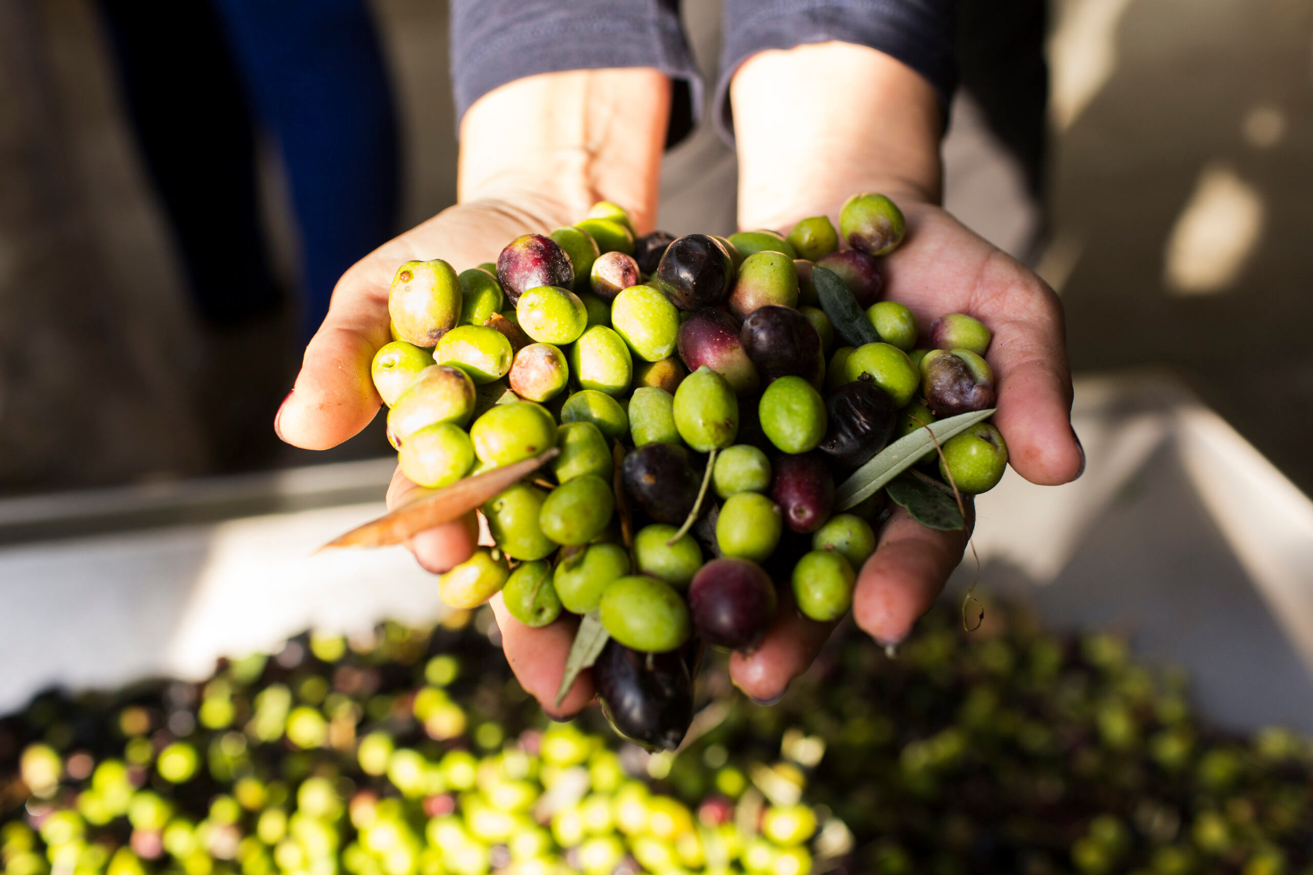 Olives in Greece - CropLife International