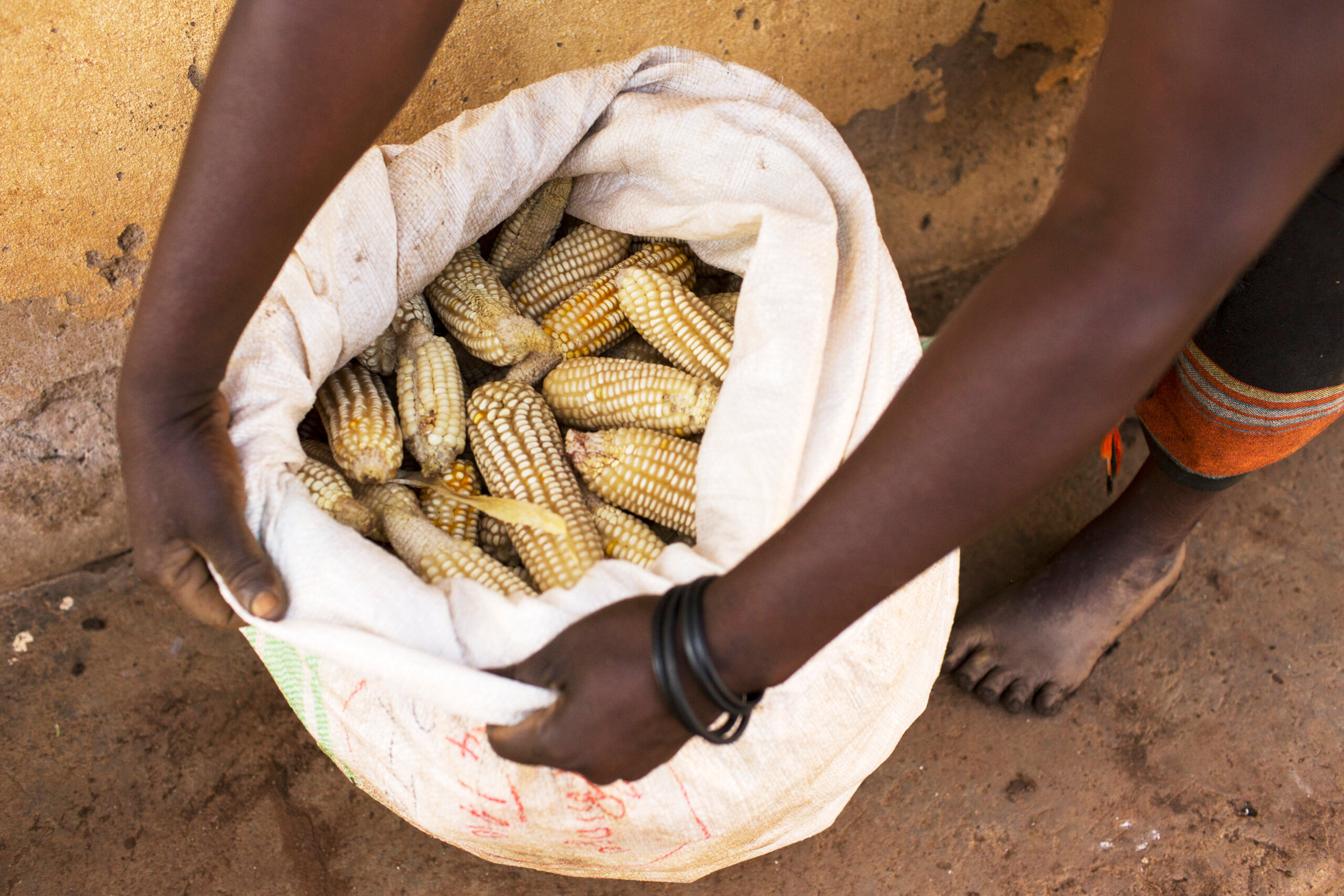 Maize in Uganda - CropLife International