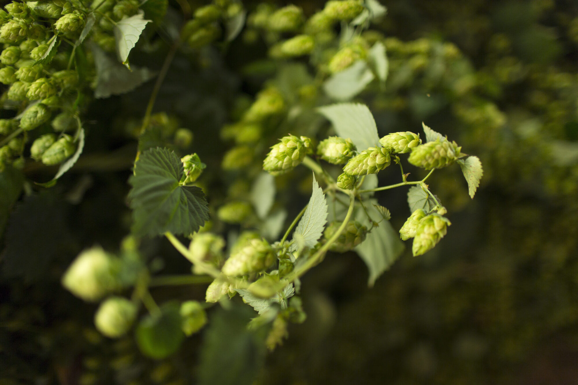 Hops in Germany - CropLife International