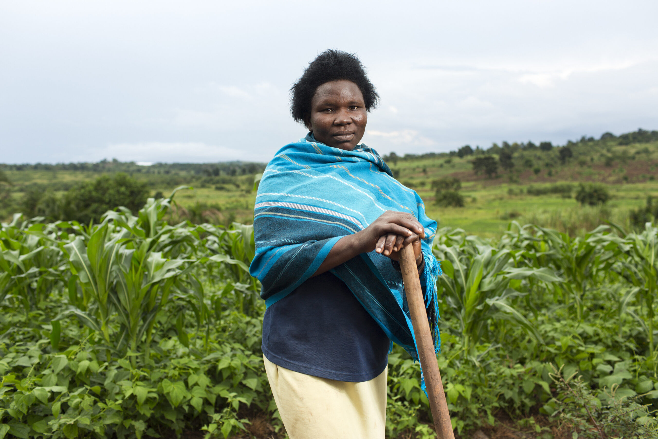 Maize in Uganda - CropLife International : CropLife International