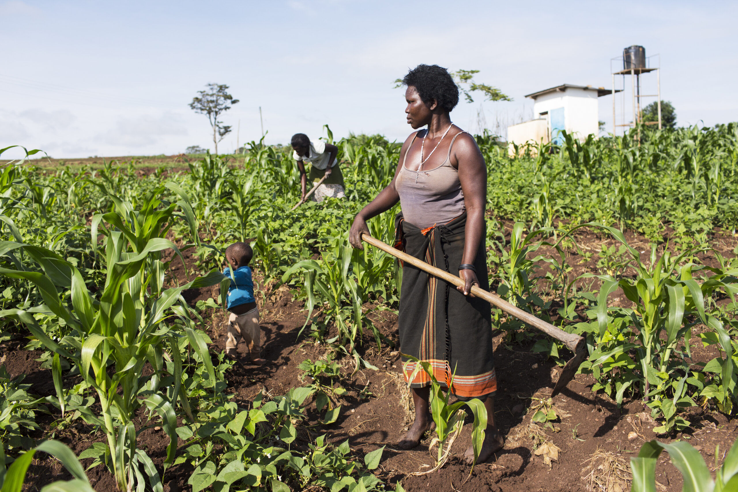 Maize in Uganda - CropLife International : CropLife International