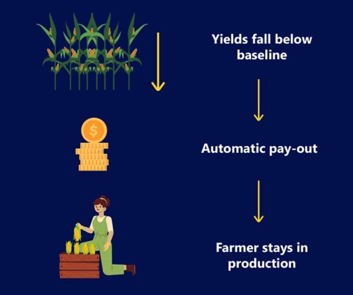 Sustainable Agricultural Growth Guide | More with Less