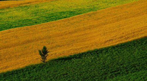 Nature Positive Agriculture and Sustainable Food Systems