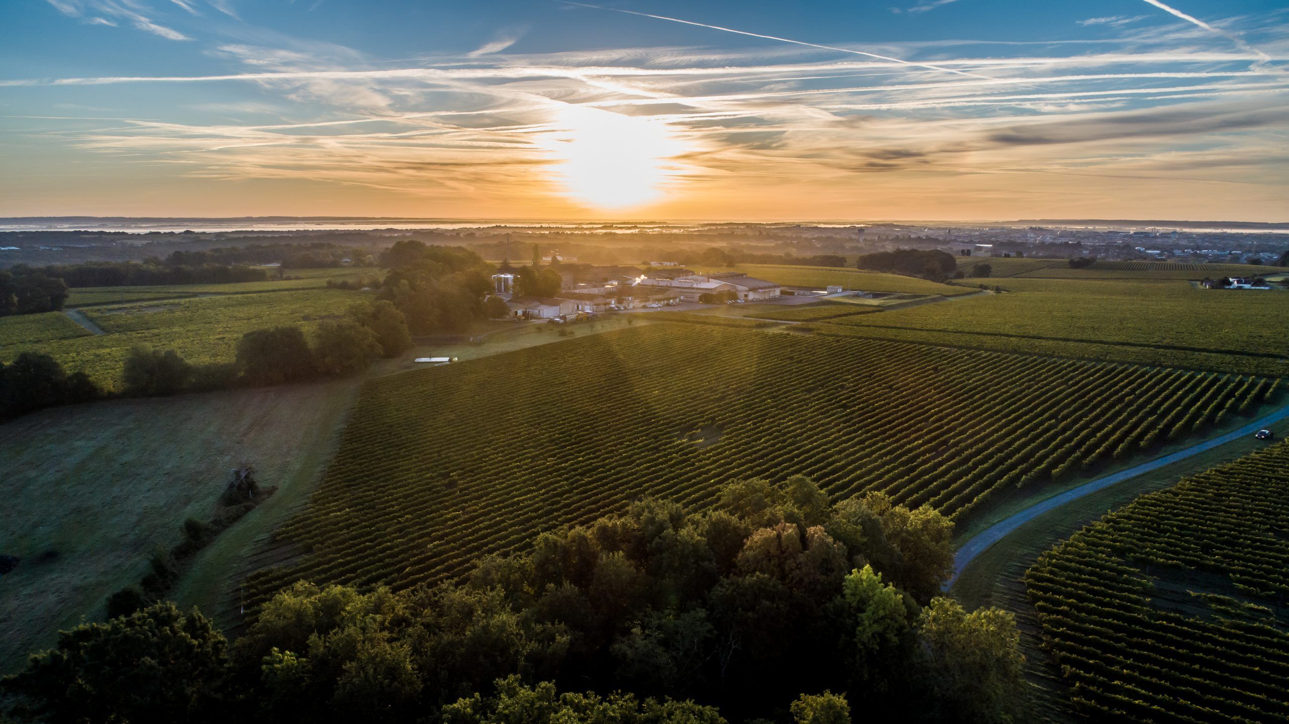 What is the difference between brandy and cognac? | Maison Martell explains