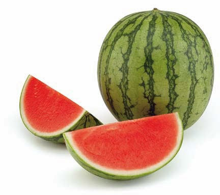 Plantel Sandía INJERTADA Sin Semillas (necesita polinizador) - Abonos ...