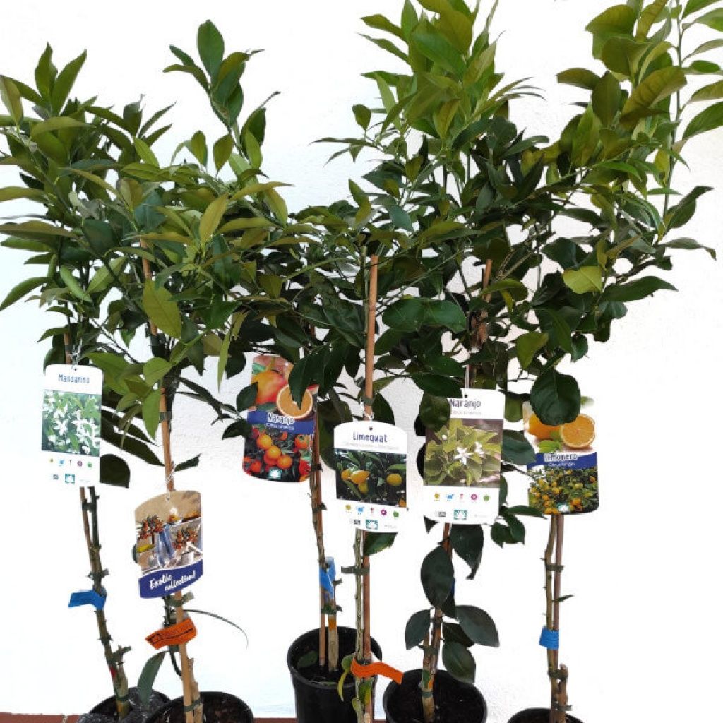 Árbol Cítrico naranjo (citrus sinensis) - Abonos Calsilla