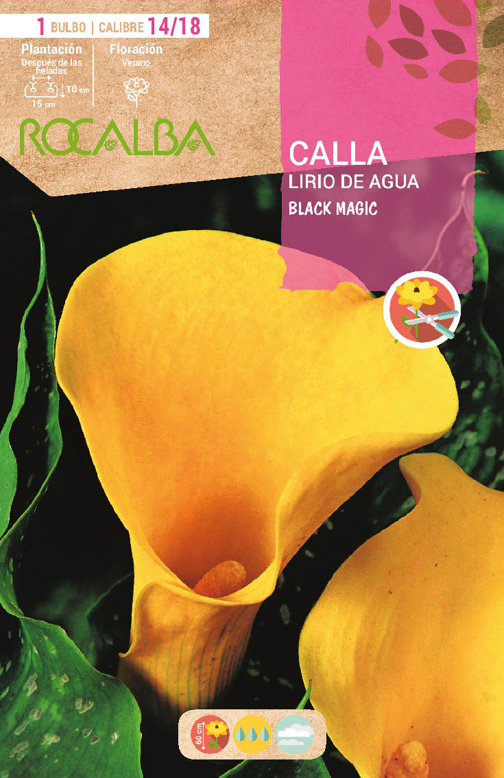 Calla Lirio de Agua Black Magic Rocalba - Abonos Calsilla