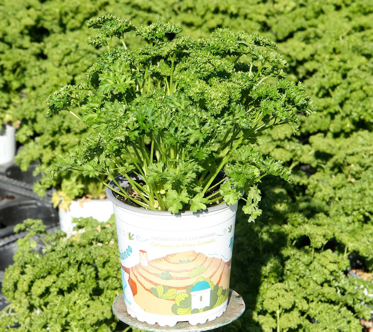 Planta Perejil Rizado (Petroselinum Crispum) M-13 - Abonos Calsilla