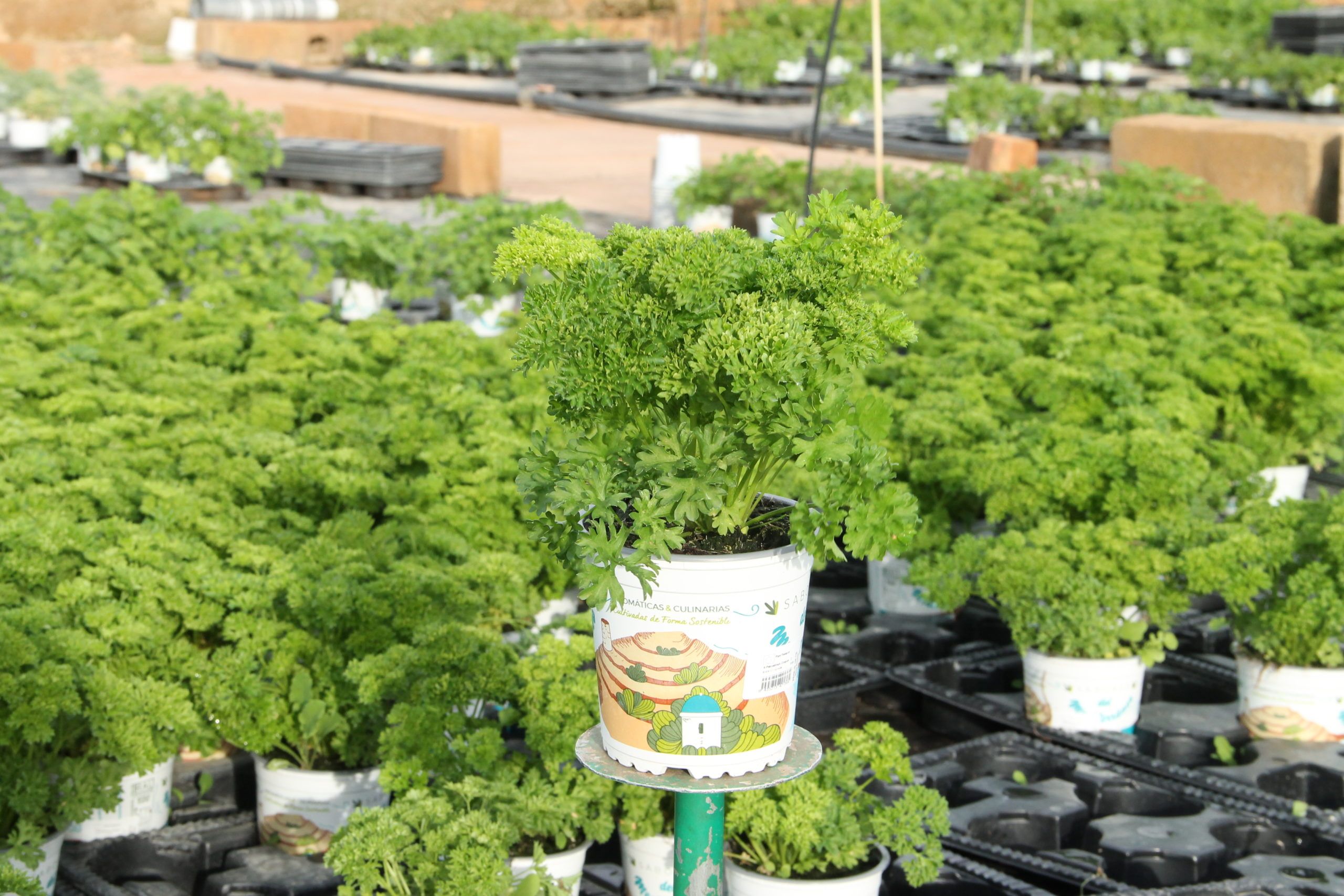 Planta Perejil Rizado (Petroselinum Crispum) M-13 - Abonos Calsilla