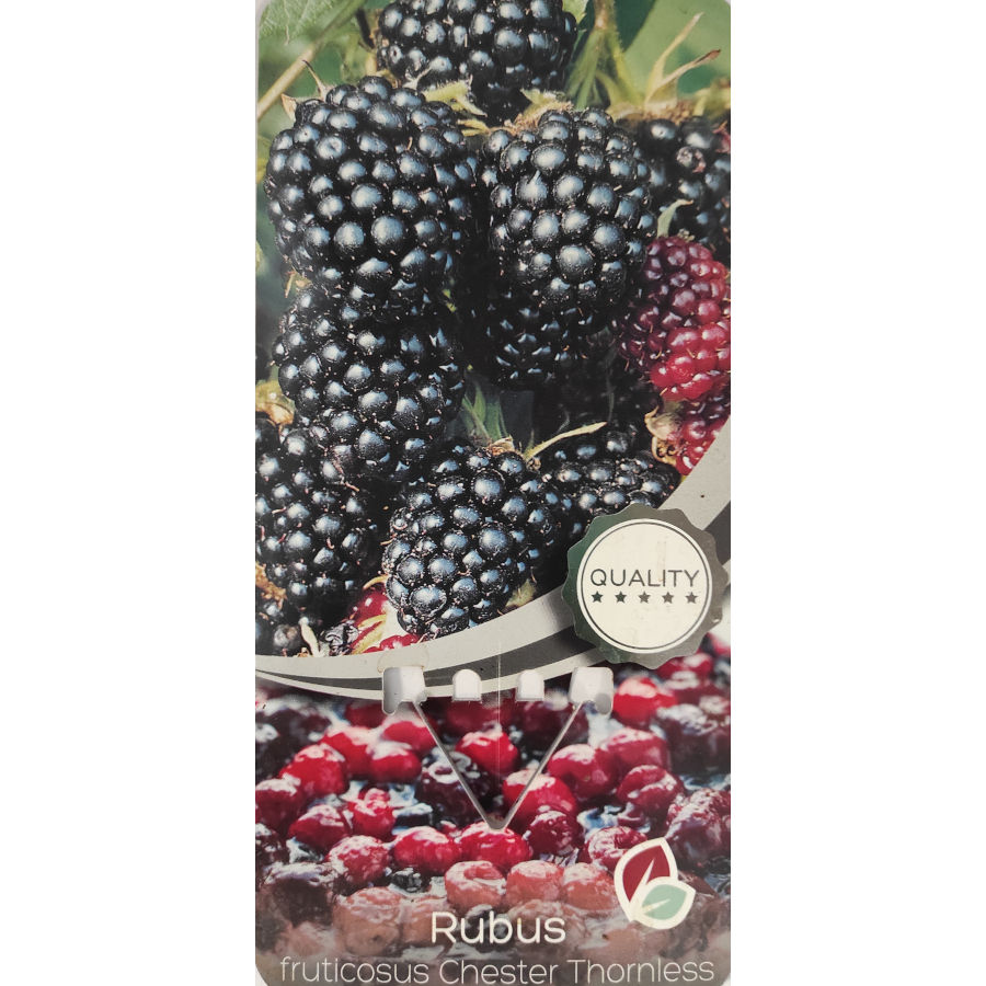 Planta de Mora Chester Thornless C-2Lt - Abonos Calsilla - Envío 24/48h