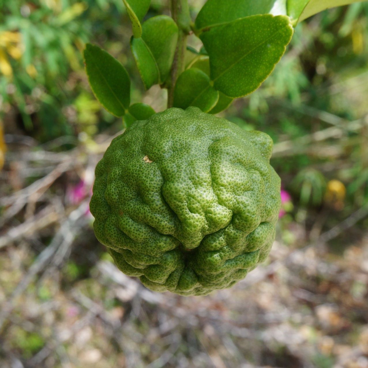 Árbol Cítrico Lima Kaffir - Abonos Calsilla - Envío 24/48h