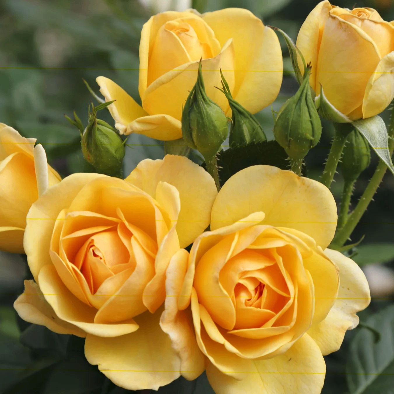 Rosal Trepador Amarillo Golden Pareo - Abonos Calsilla - Envío 24/48h