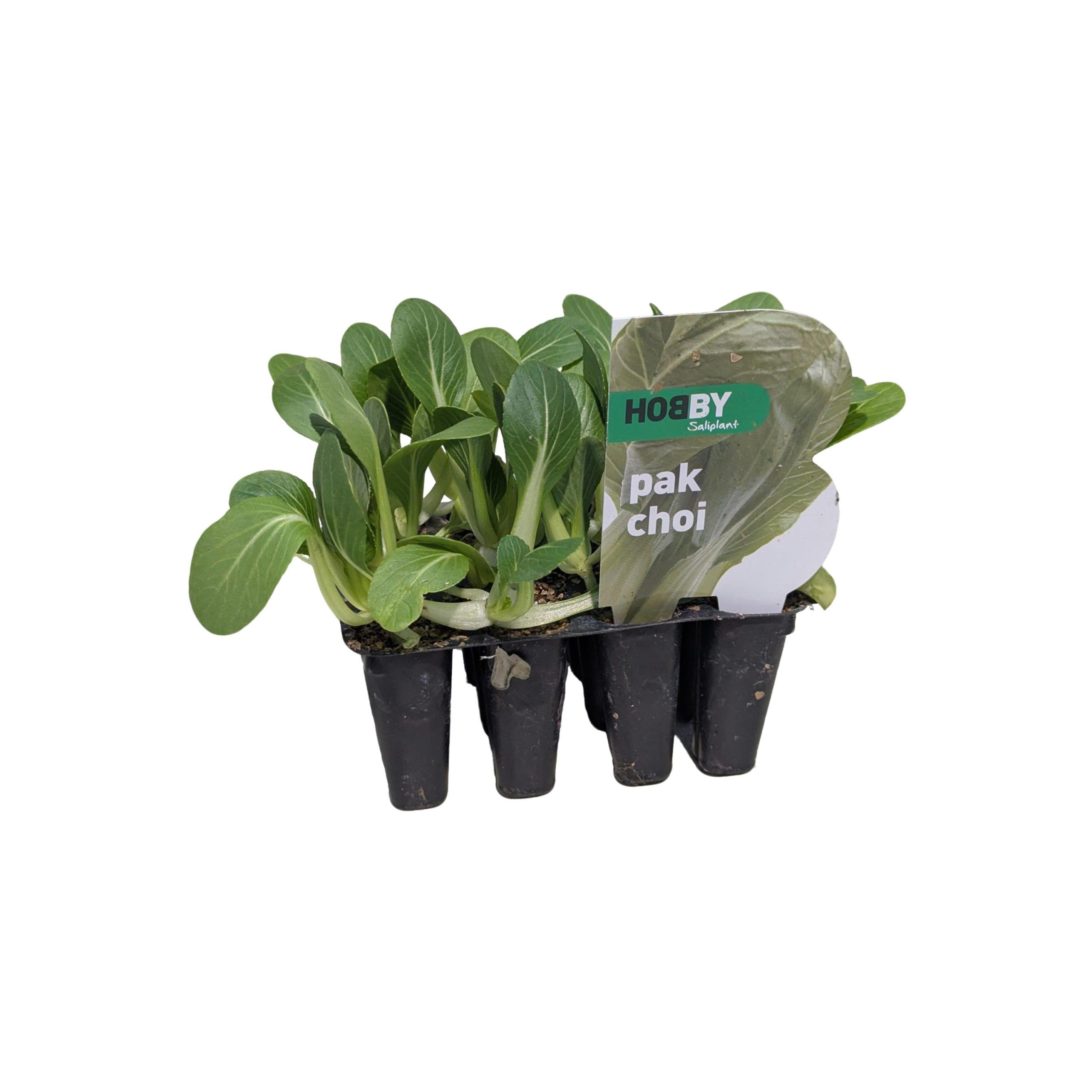 Plantel Pak Choi Pack 12uds - Abonos Calsilla