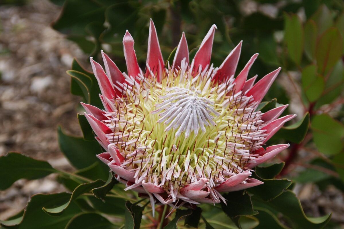 Proteas: la flor exótica que puedes cultivar en el Mediterráneo ...