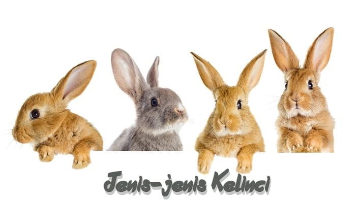 17 Jenis Kelinci Hias Disertai Harga dan Gambar » Danusyakti