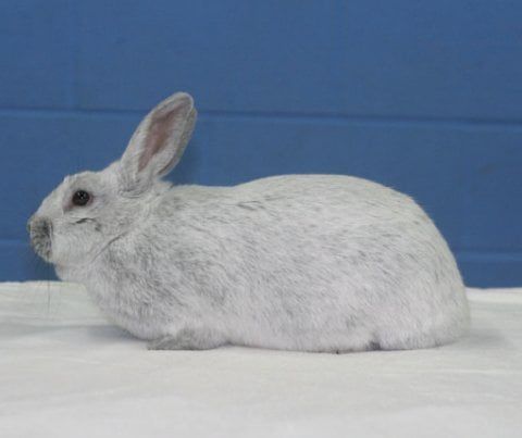 [100+] Jenis-jenis Kelinci Lengkap Disertai Gambar » Danusyakti