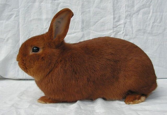 [100+] Jenis-jenis Kelinci Lengkap Disertai Gambar » Danusyakti