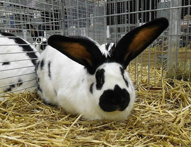 [100+] Jenis-jenis Kelinci Lengkap Disertai Gambar » Danusyakti