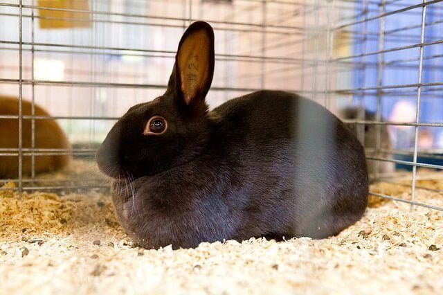 [100+] Jenis-jenis Kelinci Lengkap Disertai Gambar » Danusyakti