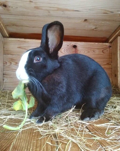 [100+] Jenis-jenis Kelinci Lengkap Disertai Gambar » Danusyakti