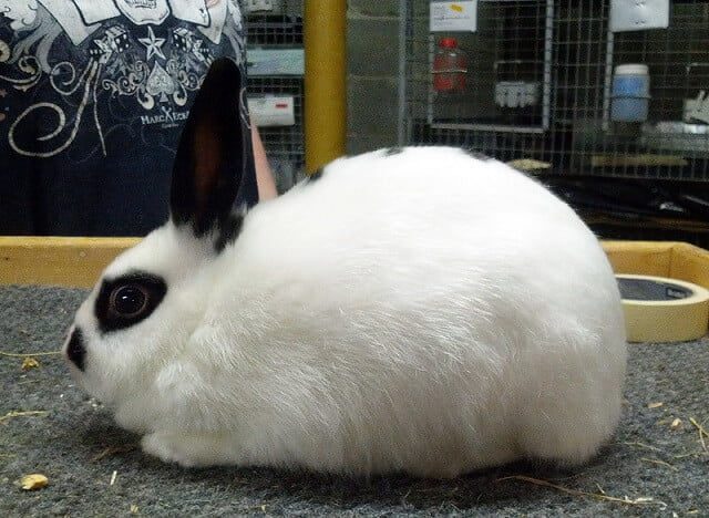 [100+] Jenis-jenis Kelinci Lengkap Disertai Gambar » Danusyakti