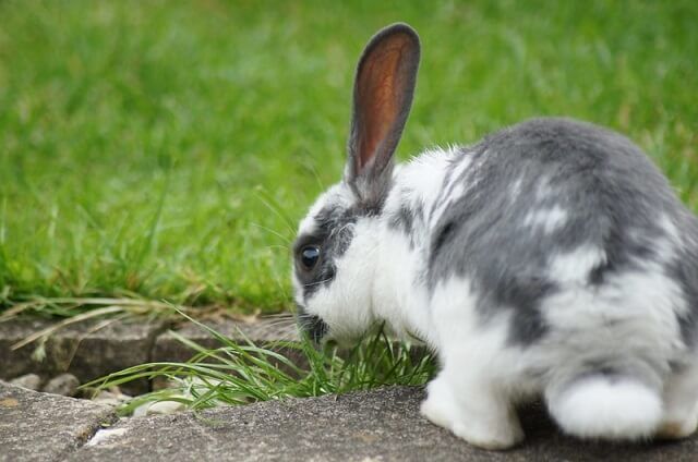 [100+] Jenis-jenis Kelinci Lengkap Disertai Gambar » Danusyakti