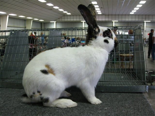 [100+] Jenis-jenis Kelinci Lengkap Disertai Gambar » Danusyakti