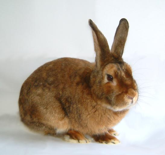 [100+] Jenis-jenis Kelinci Lengkap Disertai Gambar » Danusyakti