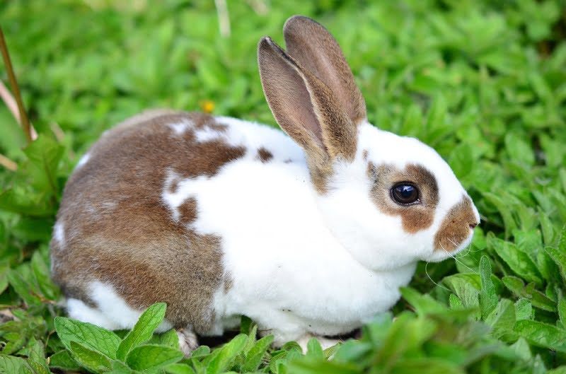 17 Jenis Kelinci Hias Disertai Harga dan Gambar » Danusyakti