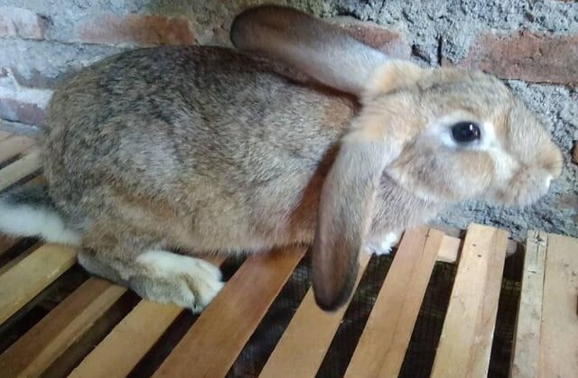 Ragam Jenis Kelinci Lokal Indonesia » Danusyakti