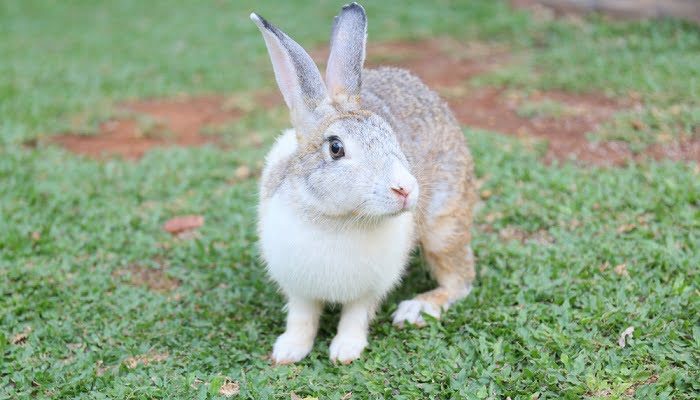 5 Jenis Kelinci Rex yang Siap Jadi Peliharaanmu