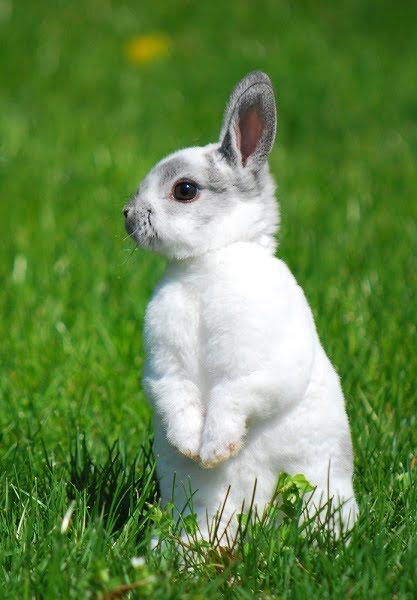 11 Jenis Kelinci Mini: Harga dan Gambar » Danusyakti