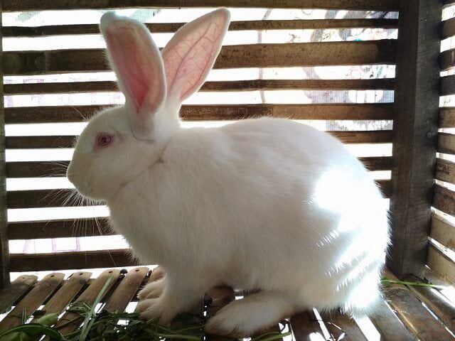 15 Jenis Kelinci Pedaging Berkualitas Terbaik » Danusyakti