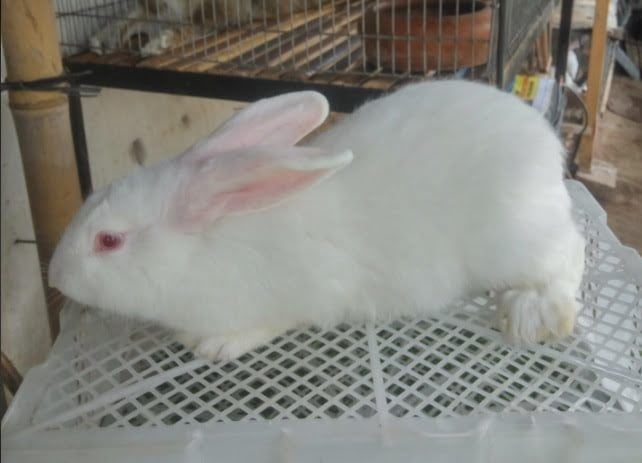 15 Jenis Kelinci Pedaging Berkualitas Terbaik » Danusyakti