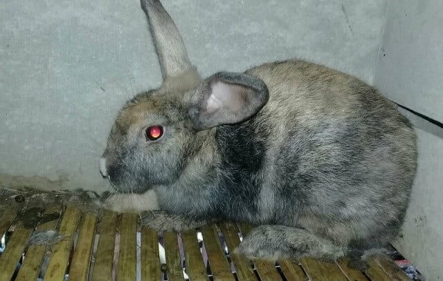 15 Jenis Kelinci Pedaging Berkualitas Terbaik » Danusyakti