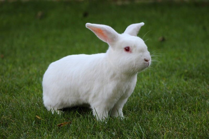 15 Jenis Kelinci Pedaging Berkualitas Terbaik » Danusyakti