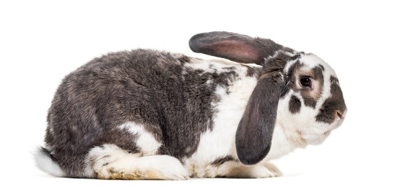 11 Jenis Kelinci Terbesar di Indonesia » Danusyakti