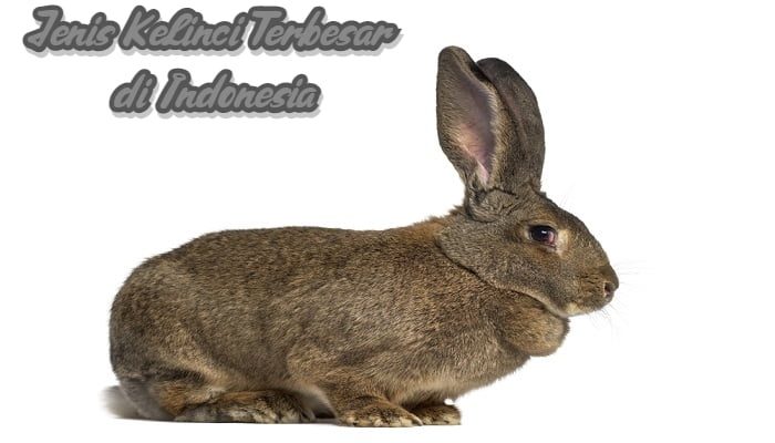 11 Jenis Kelinci Terbesar di Indonesia » Danusyakti