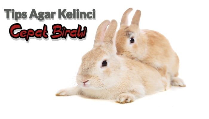 Kelinci Hycole: Harga, Karakteristik dan Perawatan » Danusyakti