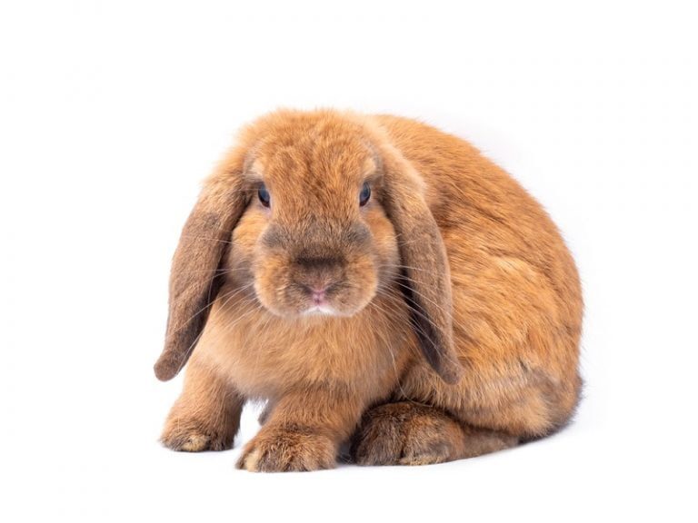 Kelinci Holland Lop: Harga, Karakteristik dan Perawatan » Danusyakti