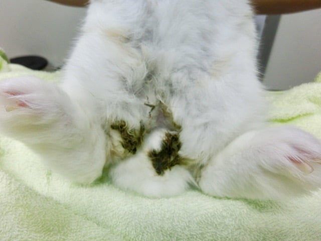 Kelinci Mencret: Penyebab, Pengobatan & Pencegahan » Danusyakti