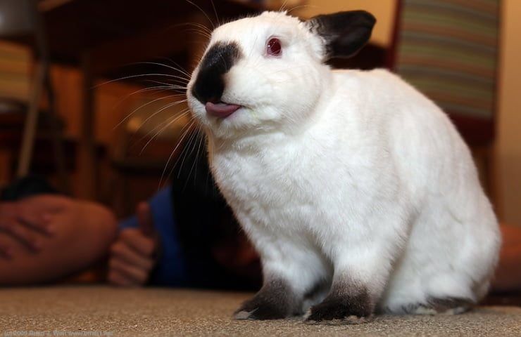 Kelinci Himalayan: Harga, Karakteristik dan Perawatan » Danusyakti