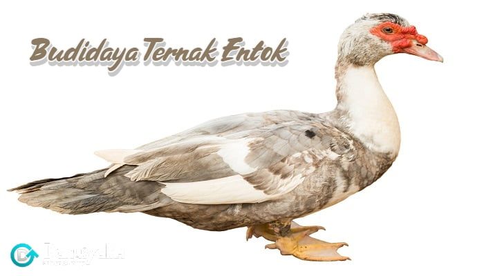 7 Tips Budidaya Ternak Entok untuk Pemula » Danusyakti
