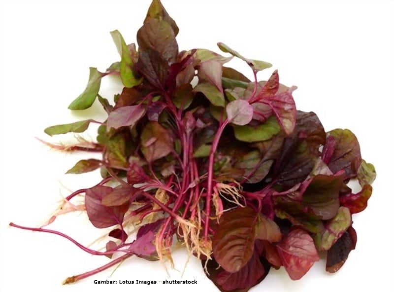 17 Manfaat Bayam Merah untuk Kesehatan dan Efek Samping » Danusyakti