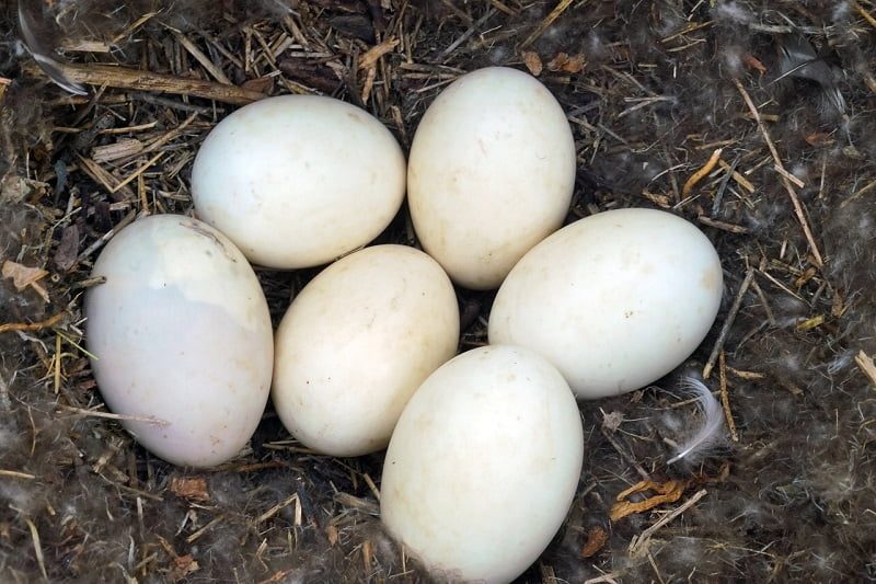 7 Manfaat Telur Bebek untuk Kesehatan dan Efek Samping » Danusyakti