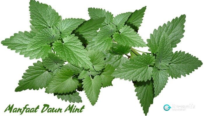 10 Manfaat Daun Mint dan Efek Samping » Danusyakti