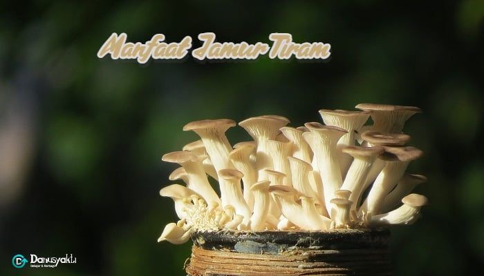 10 Manfaat Jamur Tiram dan Efek Samping » Danusyakti