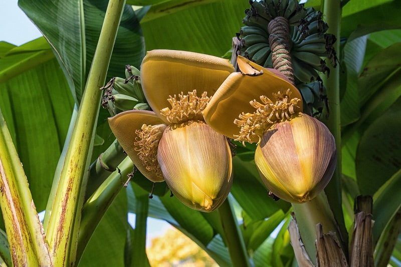 8 Manfaat Jantung Pisang untuk Kesehatan » Danusyakti
